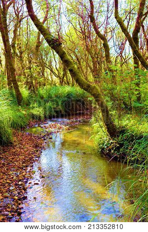 Trees Inundated Moss Image & Photo (Free Trial) | Bigstock