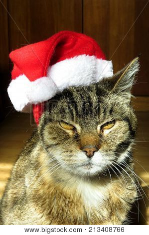 Grumpy Christmas Tabby Image & Photo (Free Trial) | Bigstock