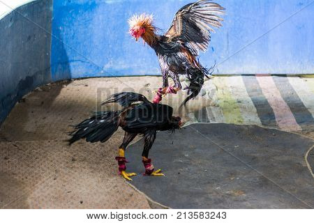 Gamecocks Fighting Image & Photo (Free Trial) | Bigstock