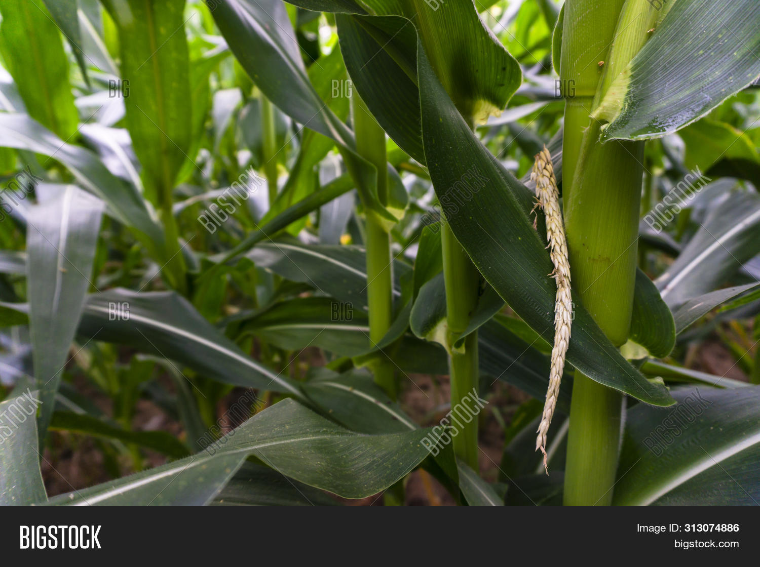 Corn Leaf Damaged By Image & Photo (Free Trial) | Bigstock