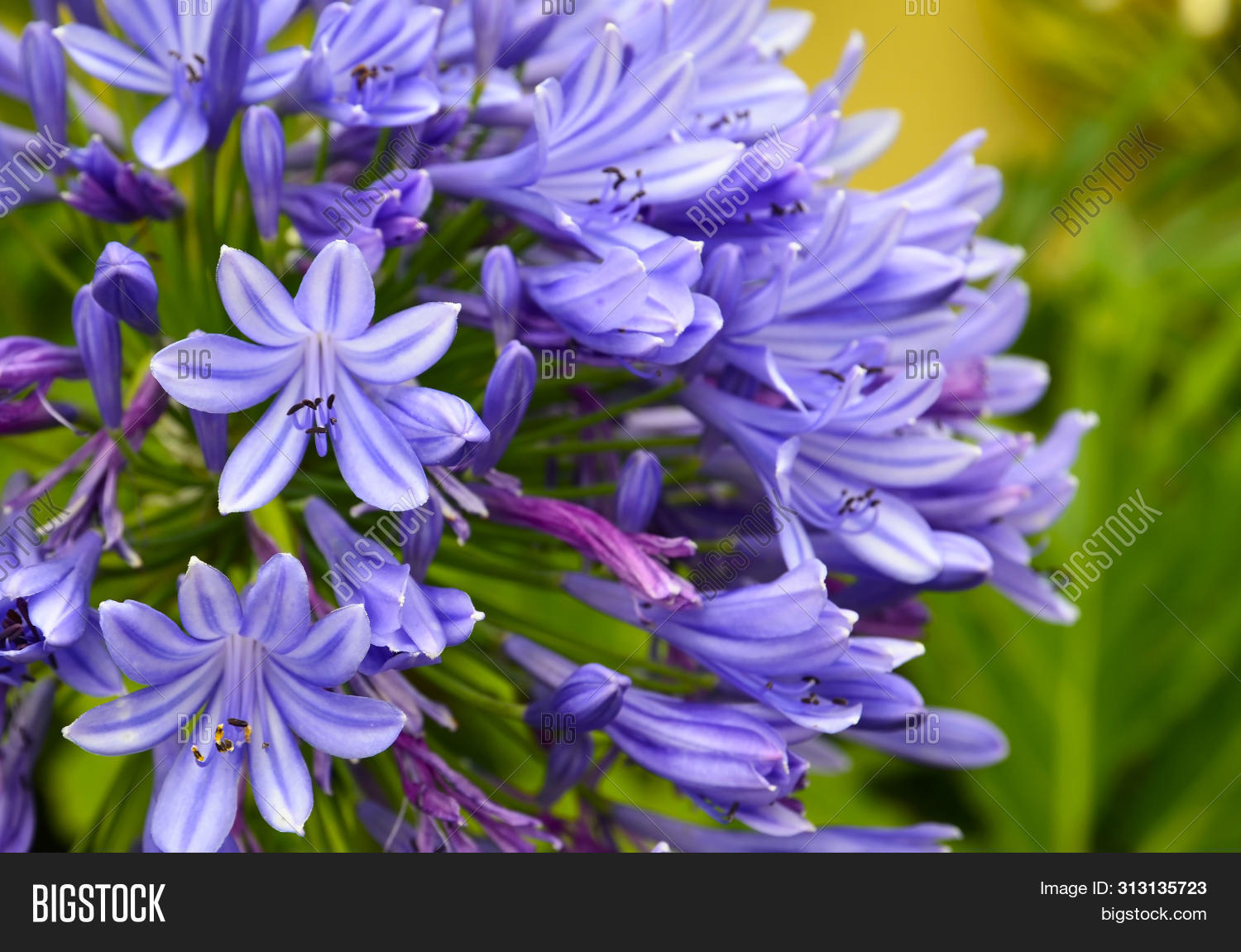 Agapanthus Praecox Image & Photo (Free Trial) | Bigstock