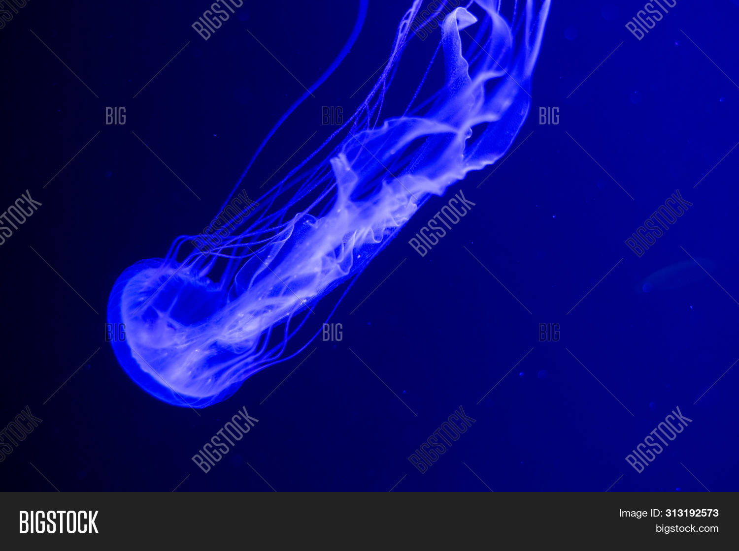 Fluorescent Jellyfish Image & Photo (Free Trial) | Bigstock