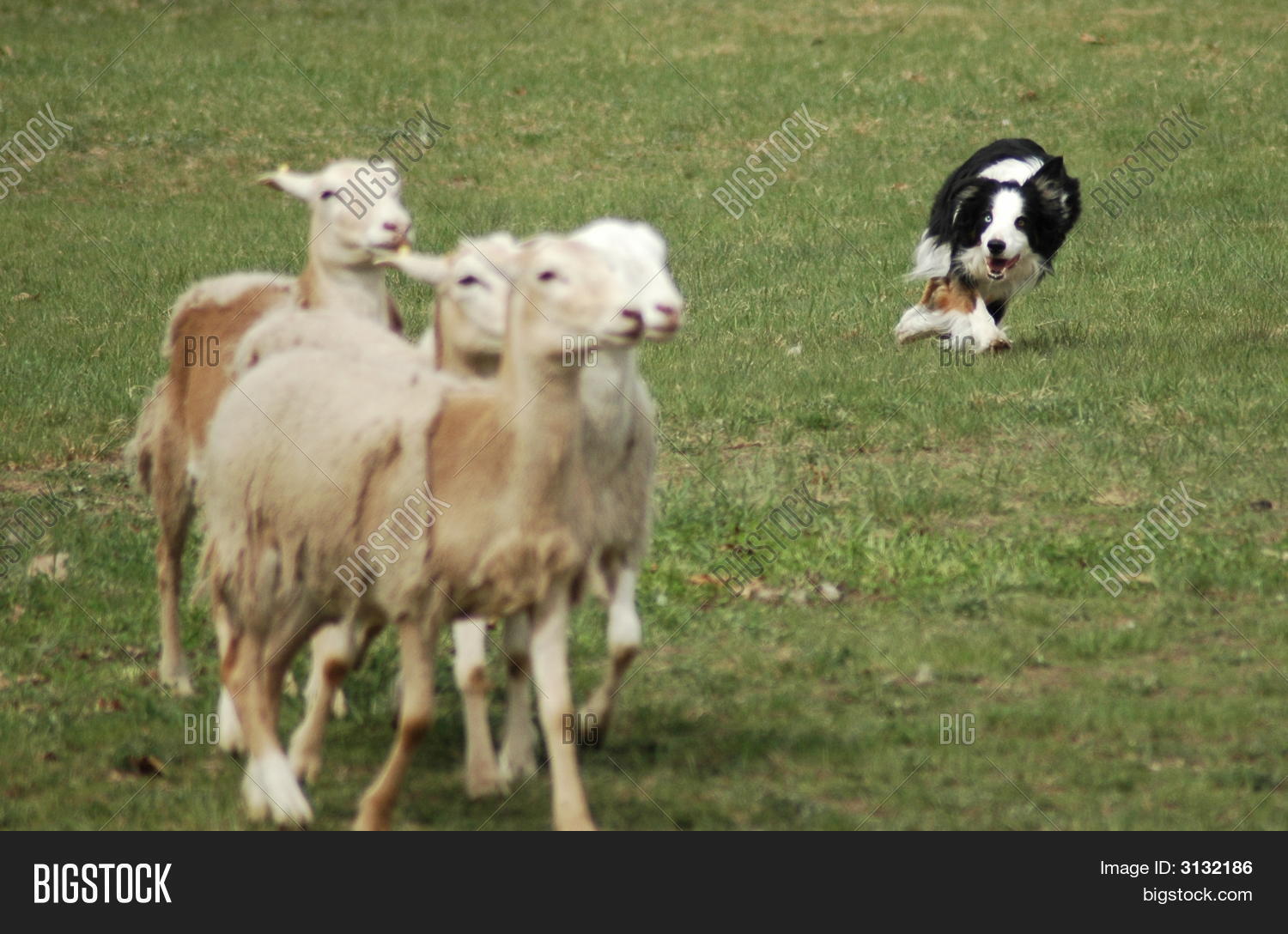 Sheep Dog Herding Image & Photo (Free Trial) | Bigstock