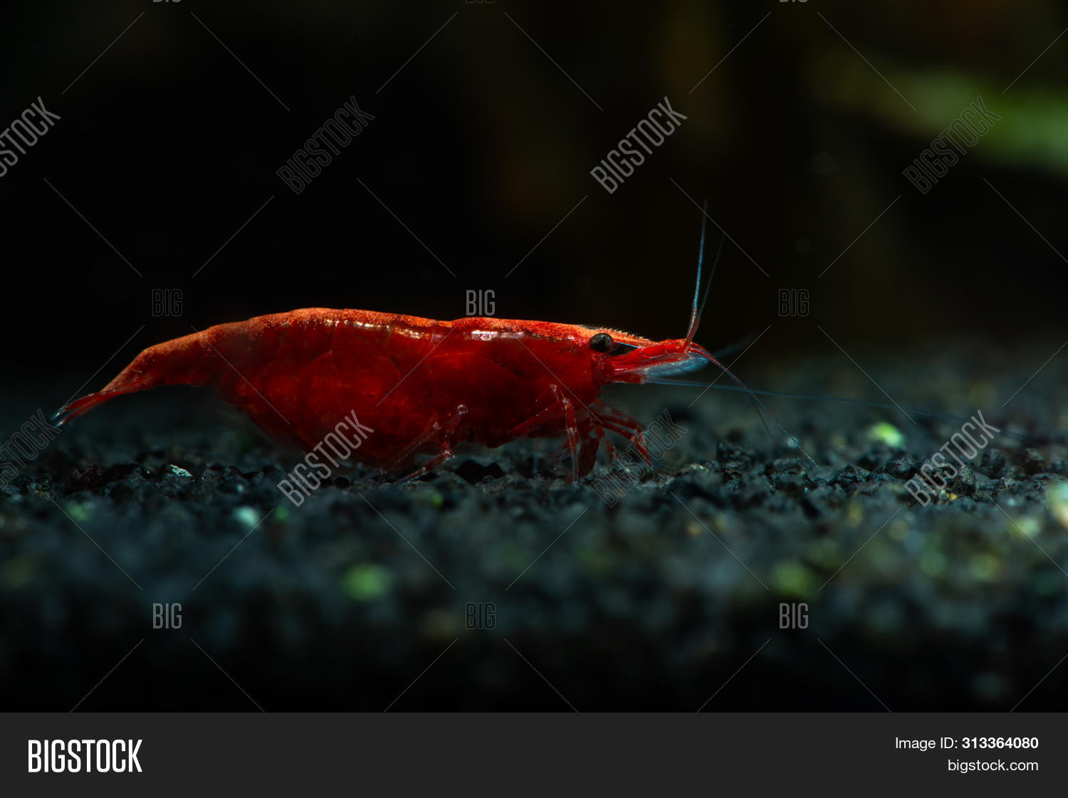 Red Neocaridina Shrimp Image & Photo (Free Trial) | Bigstock