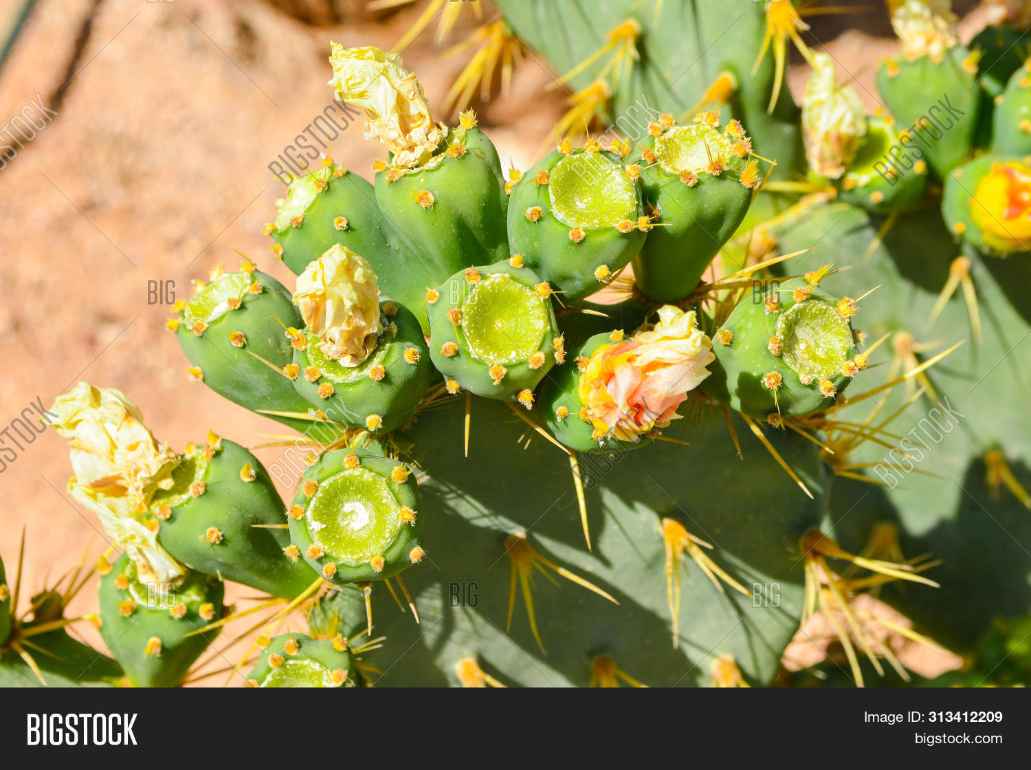 Background Big Cacti Image & Photo (Free Trial) | Bigstock