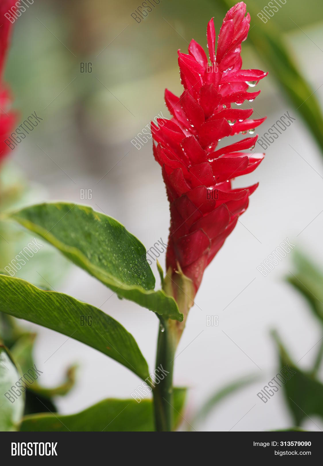 Red Ginger Flower