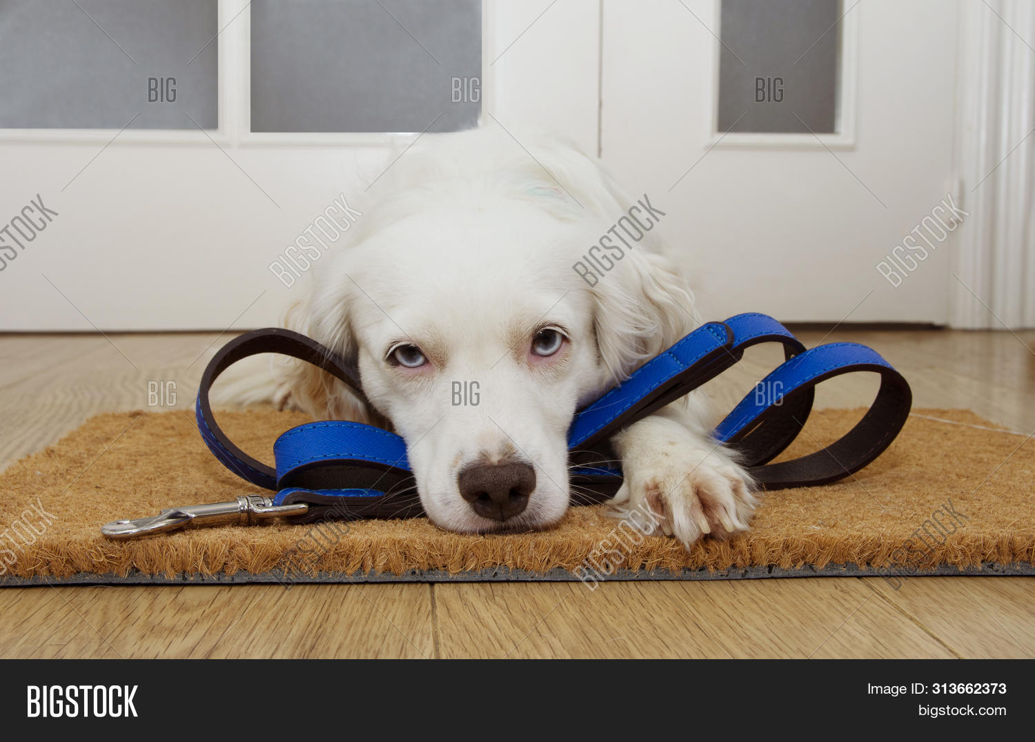 Puppy Dog Waiting Walk Image & Photo (Free Trial) | Bigstock