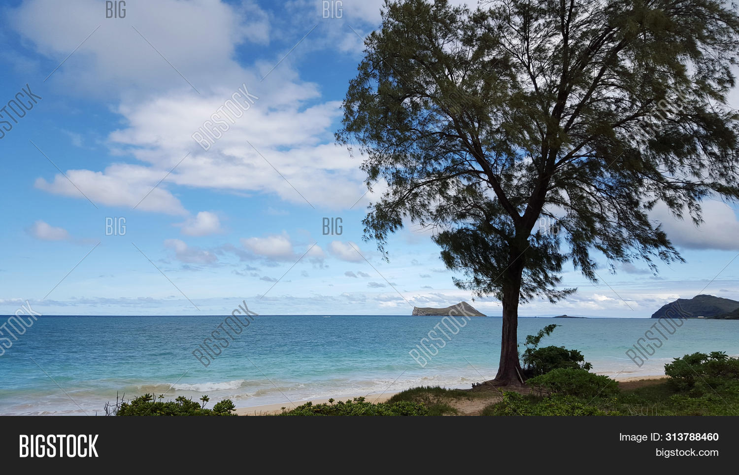 Ironwood Tree Along Image & Photo (Free Trial) | Bigstock