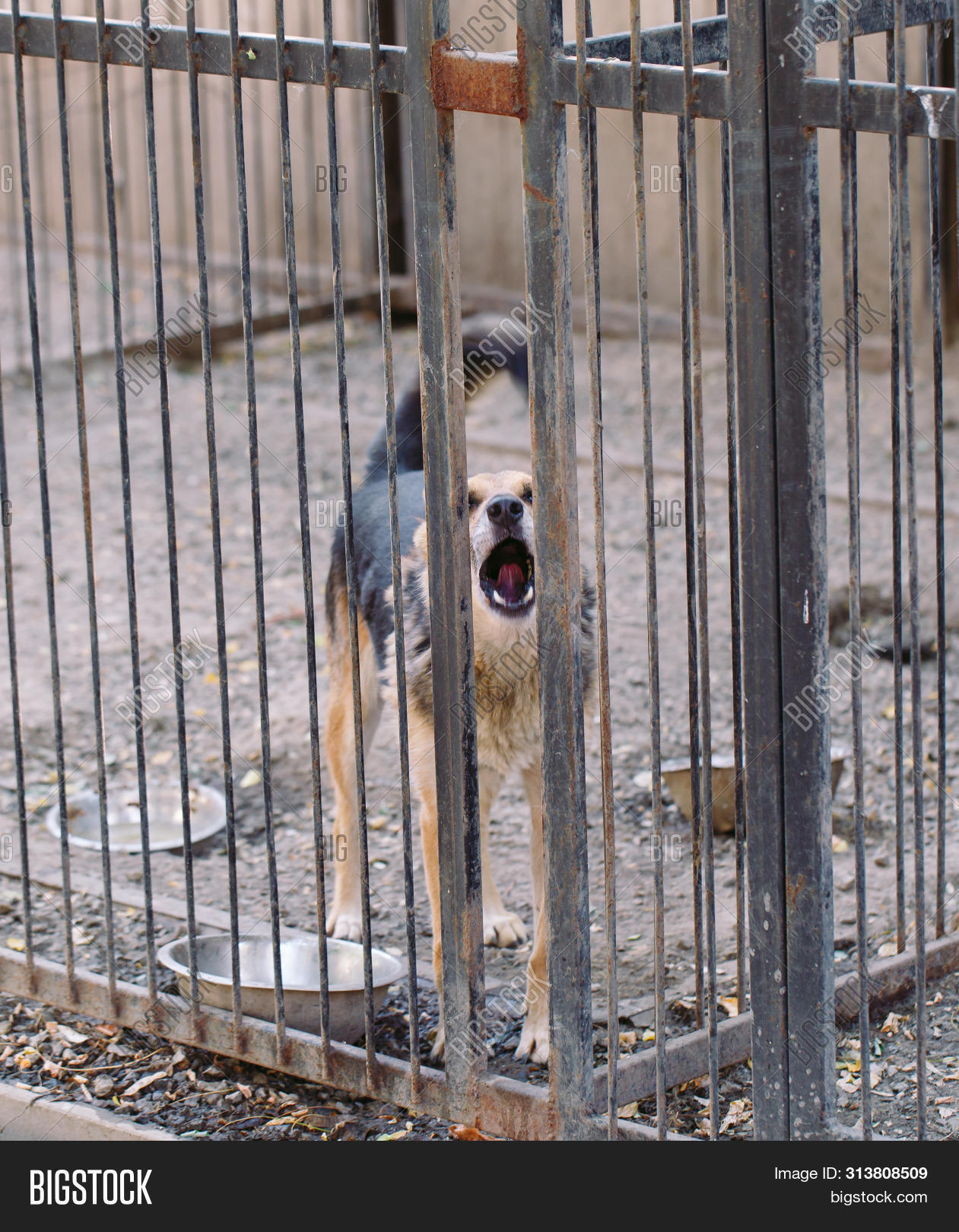 Shelter Stray Dogs. Image & Photo (Free Trial) | Bigstock