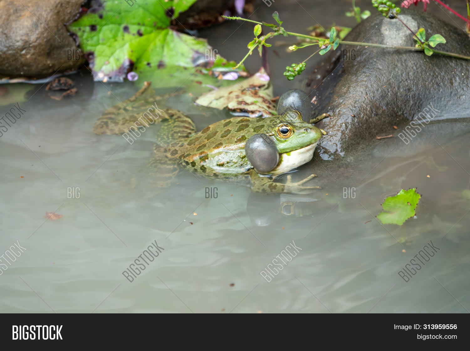 Large Green Frog Puffy Image & Photo (Free Trial) | Bigstock