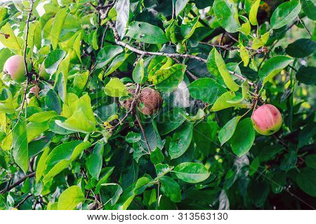 Monilinia Fructigena. Image & Photo (Free Trial) | Bigstock