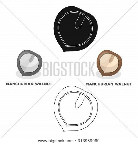 Manchurian Walnut. Image & Photo (Free Trial) | Bigstock