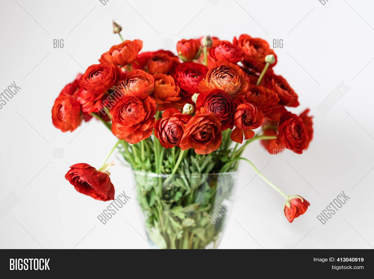 Front View Red Persian Image & Photo (Free Trial) | Bigstock