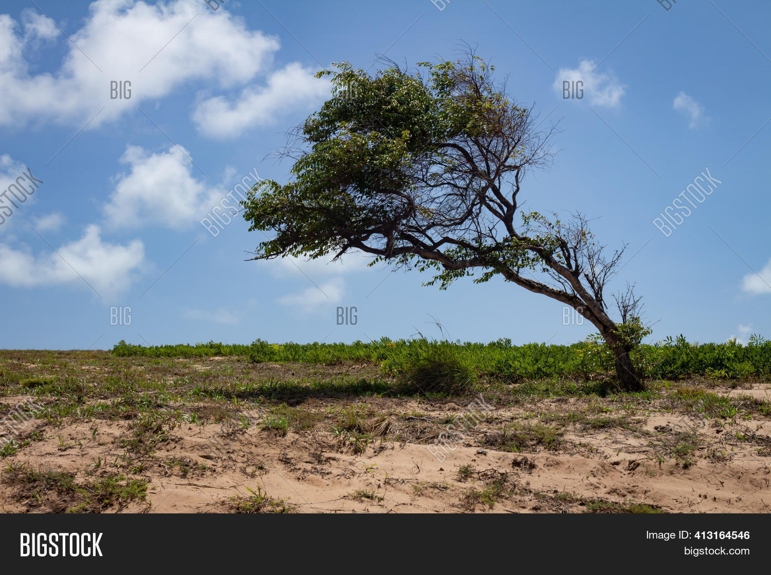 Disciplined Tree Image & Photo (Free Trial) | Bigstock