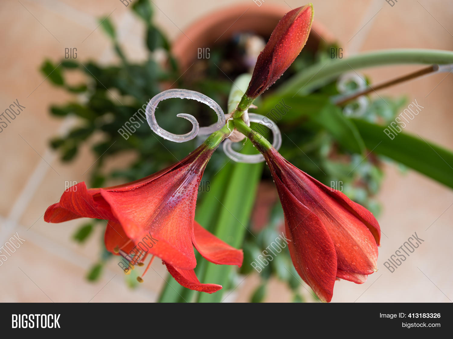 Red Blooming Trio Image & Photo (Free Trial) | Bigstock