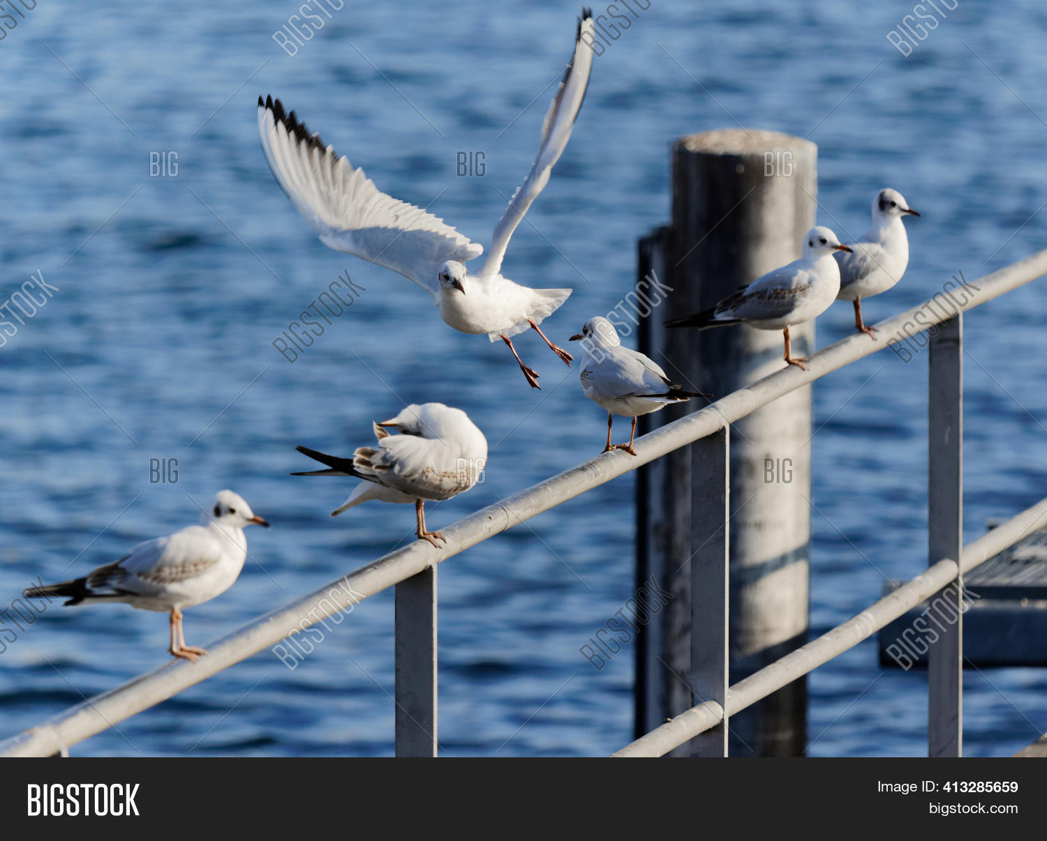 Many Seagulls Sitting Image & Photo (Free Trial) | Bigstock