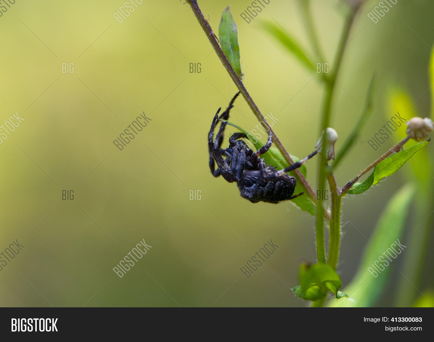Big Black Spider. Image & Photo (Free Trial) | Bigstock