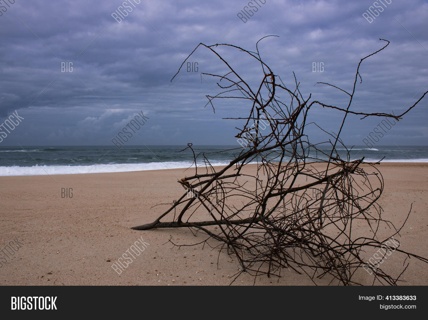 Big Dried Branch Tree Image & Photo (Free Trial) | Bigstock
