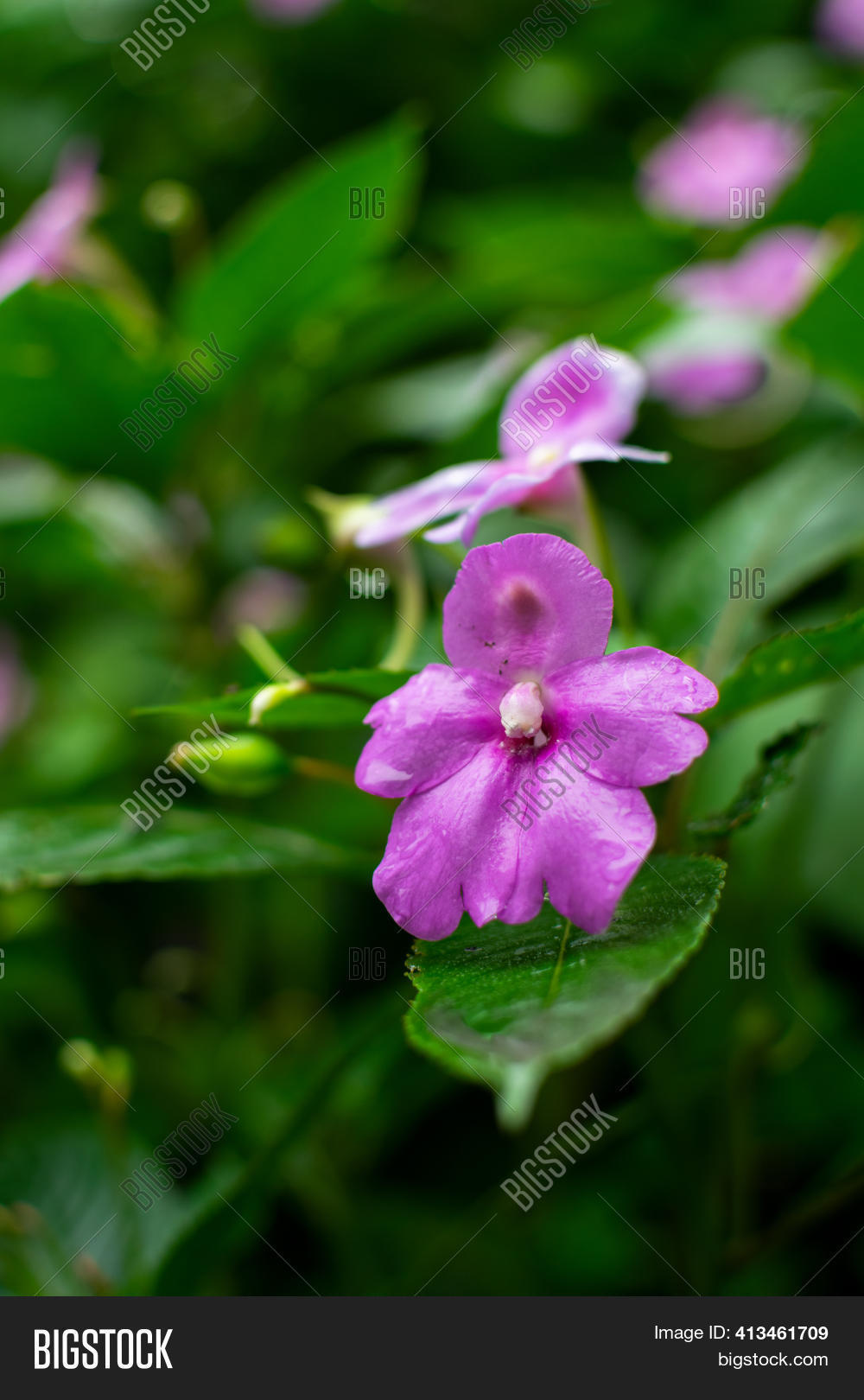 Pink Colored Flower Image & Photo (Free Trial) | Bigstock