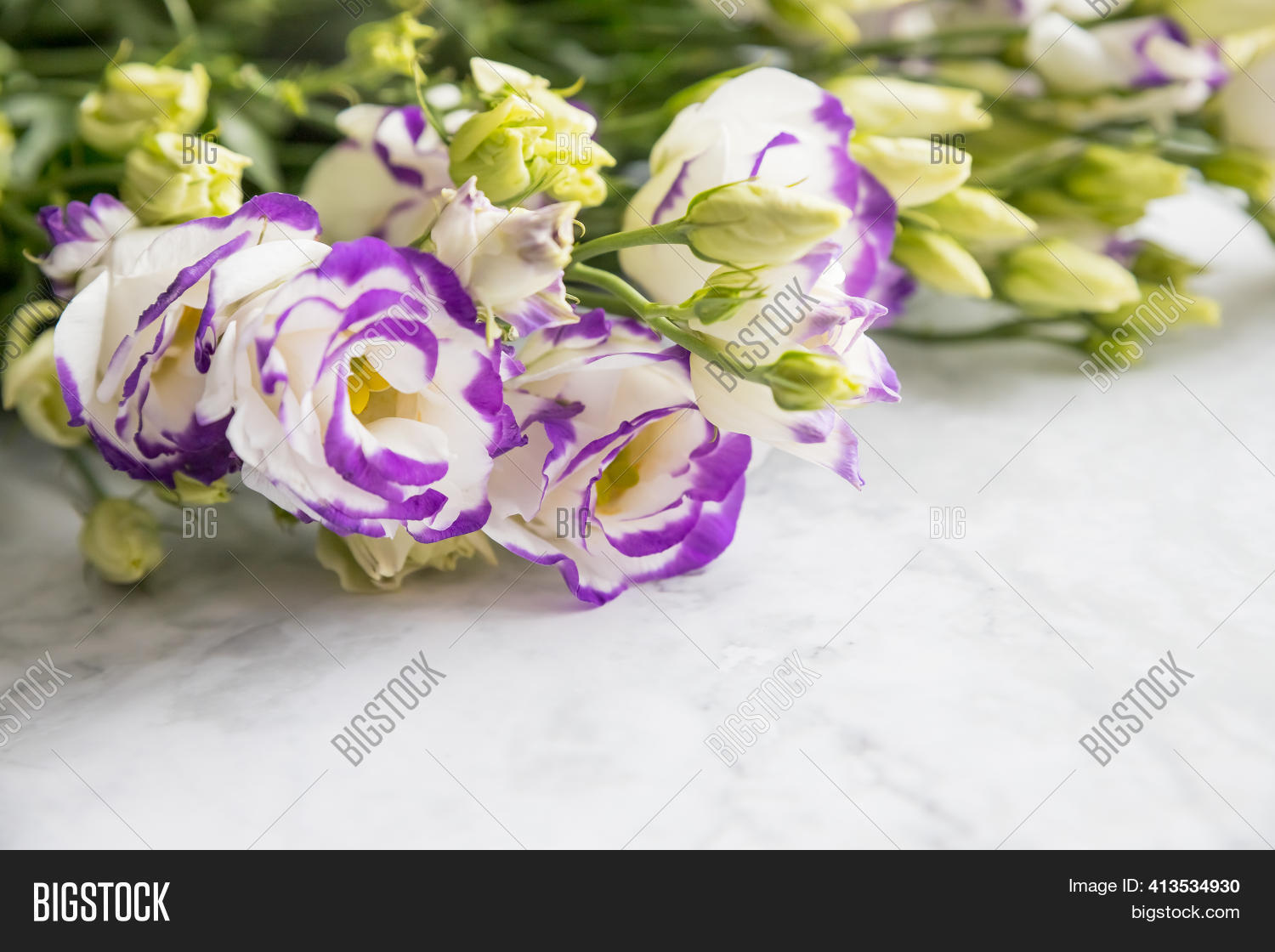 Eustoma Flowers Image & Photo (Free Trial) | Bigstock