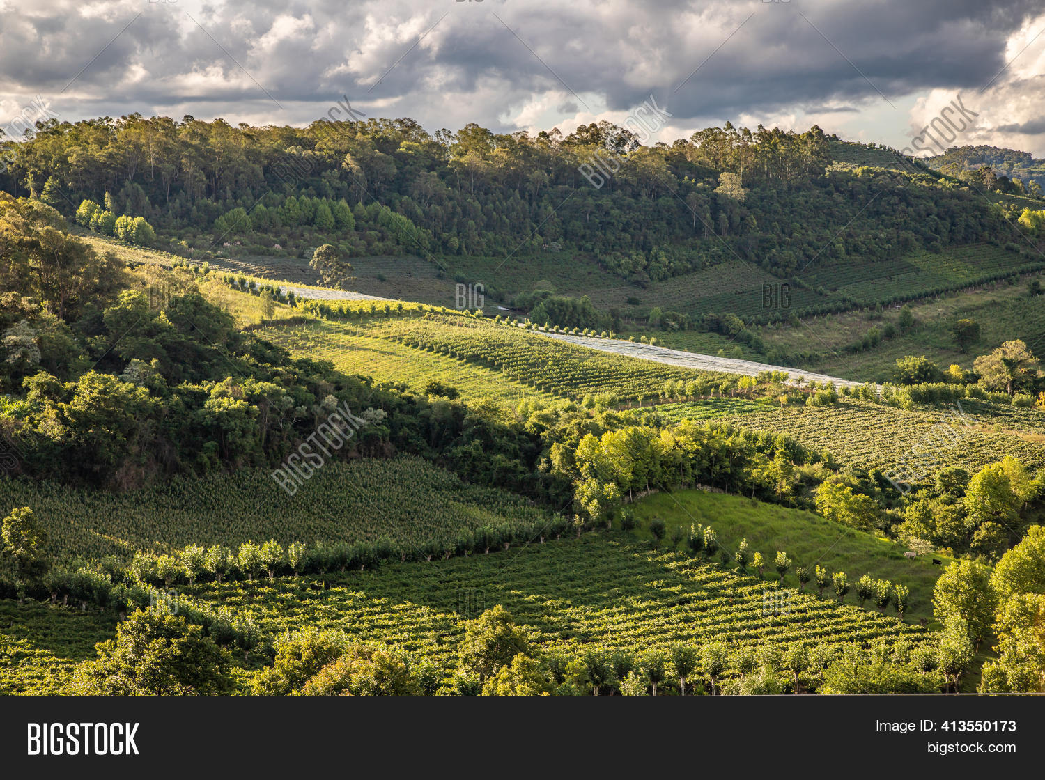 Vineyards Forest Image & Photo (Free Trial) | Bigstock