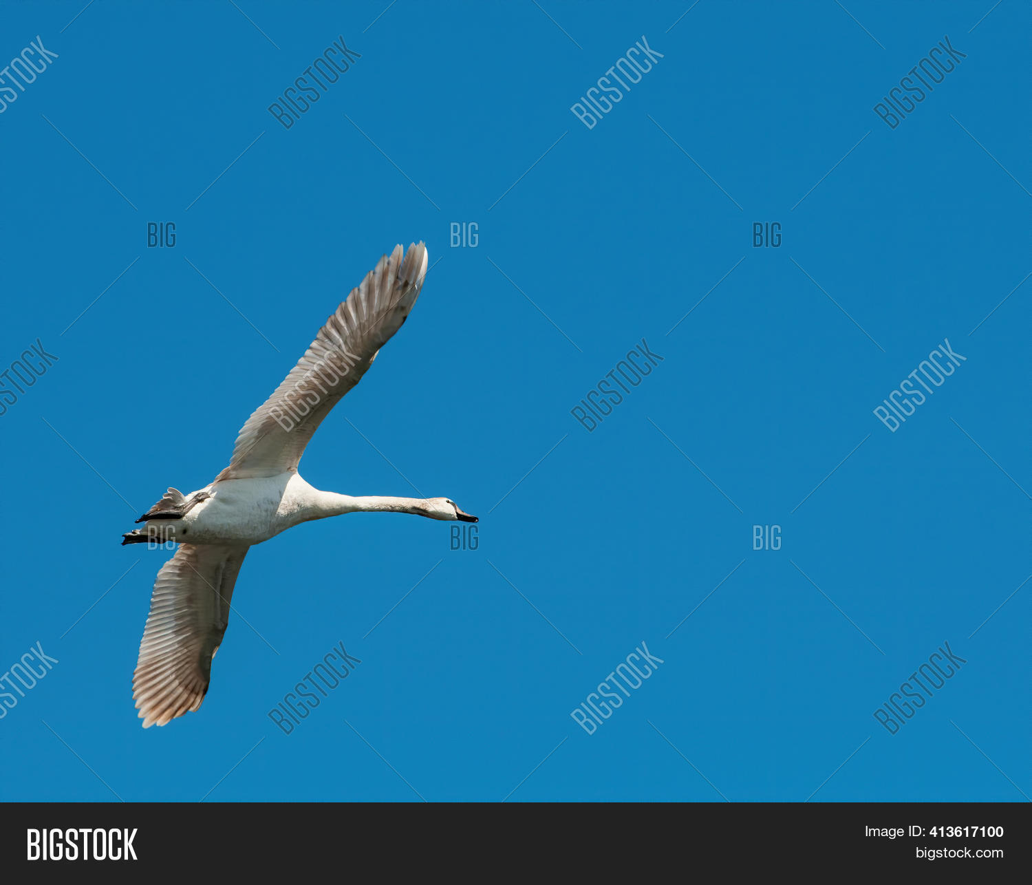 White Swan Flying Blue Image & Photo (Free Trial) | Bigstock