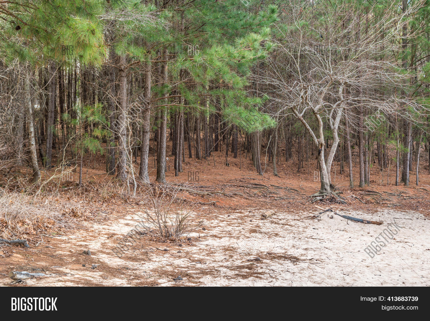 Forest Alongside Beach Image & Photo (Free Trial) | Bigstock
