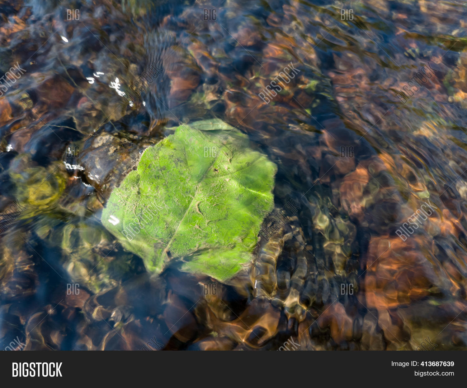 Green Fallen Leaf Image & Photo (Free Trial) | Bigstock