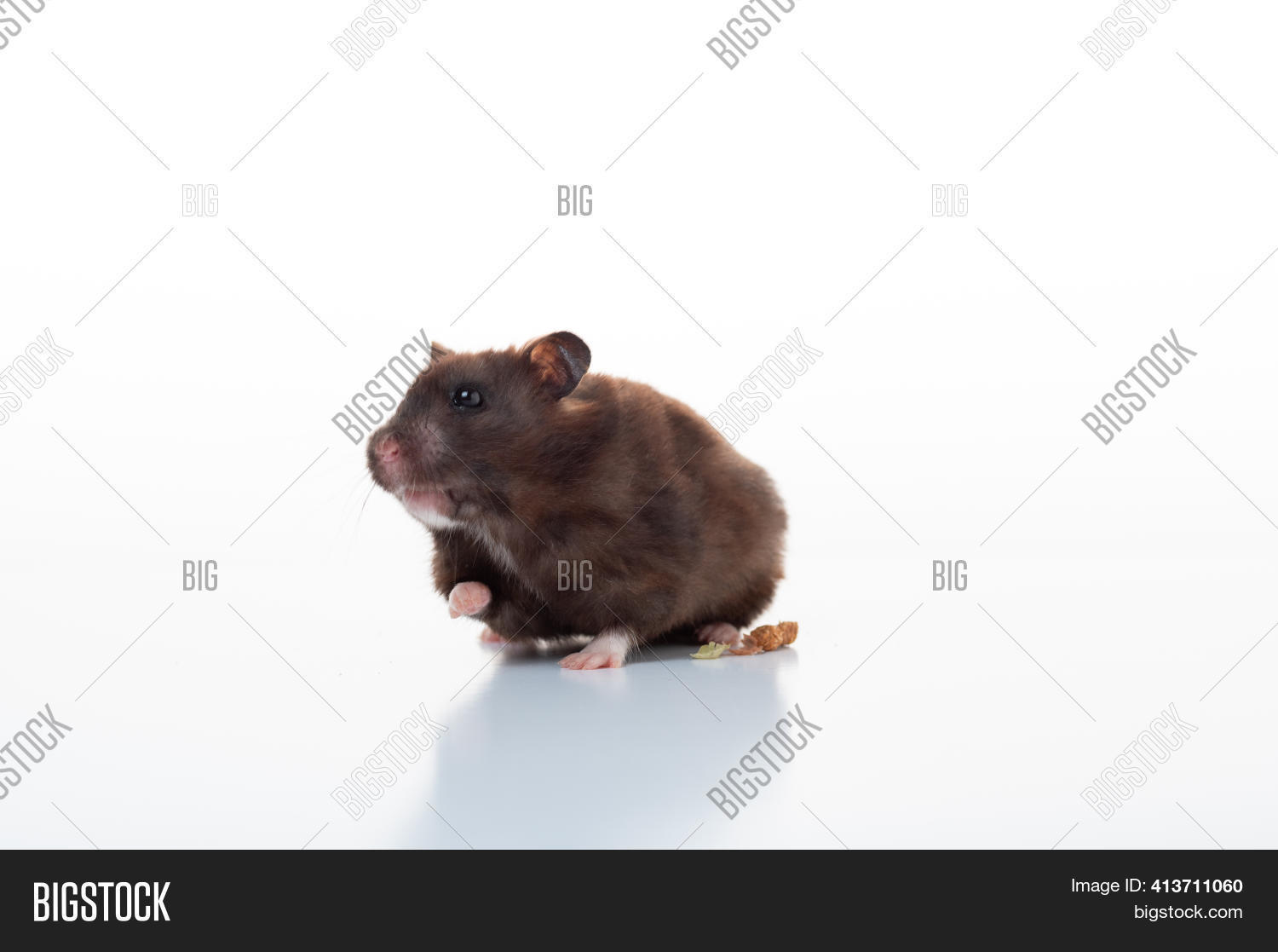 Hamster Brown On White Image & Photo (Free Trial) | Bigstock