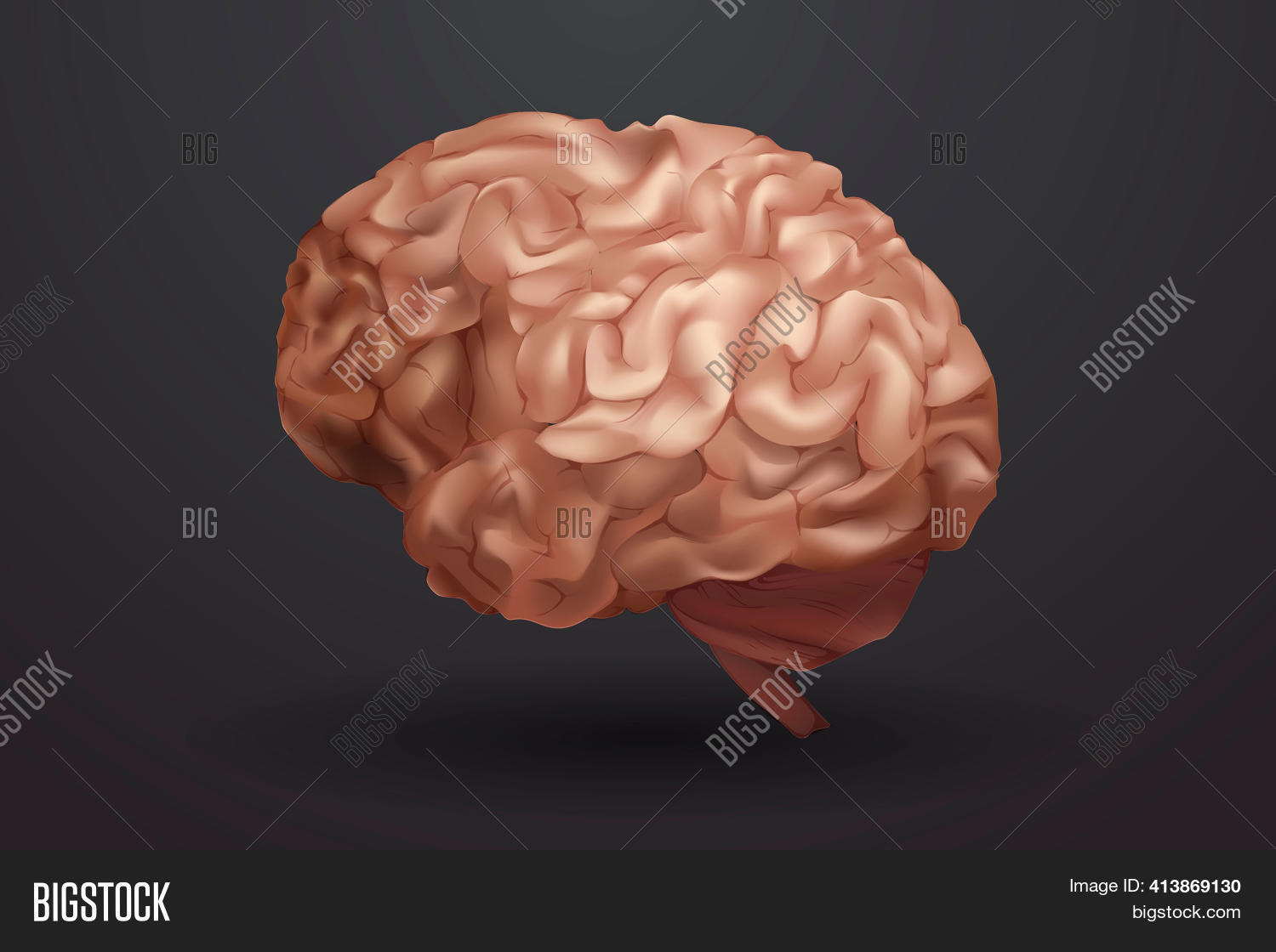 3D Cerebral Cortex Image & Photo (Free Trial) | Bigstock
