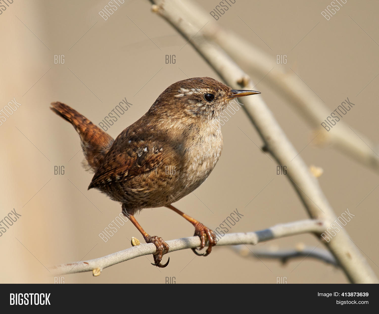 Winter Wren Natural Image & Photo (Free Trial) | Bigstock