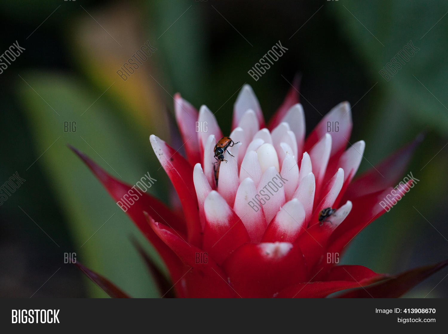 Red White Bromeliad Image & Photo (Free Trial) | Bigstock