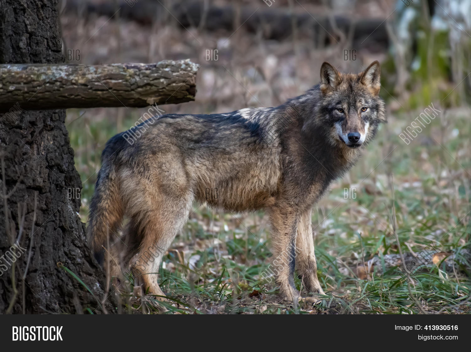 Wolf Forest Close. Image & Photo (Free Trial) | Bigstock