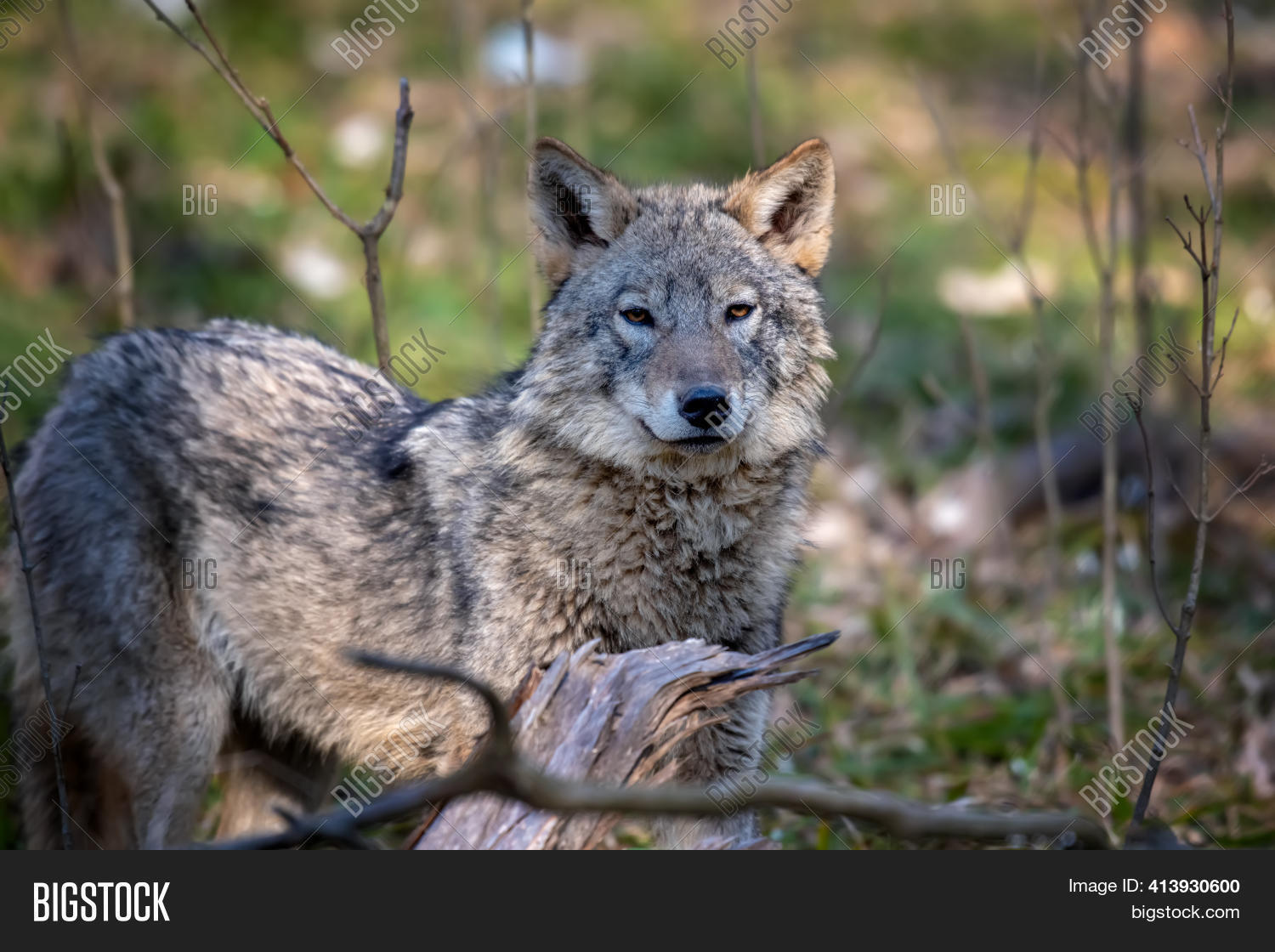 Nature Scenes With Wolves