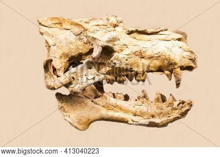 Skull Pig-like Image & Photo (Free Trial) | Bigstock