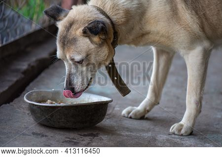 Hungry Dog Eating Old Image & Photo (Free Trial) | Bigstock