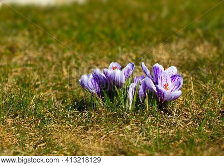 Crocus (plural: Image & Photo (Free Trial) | Bigstock