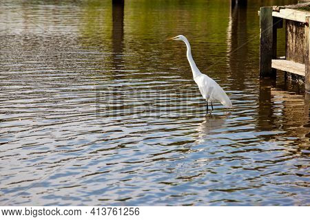 White Egrets Common Image & Photo (Free Trial) | Bigstock