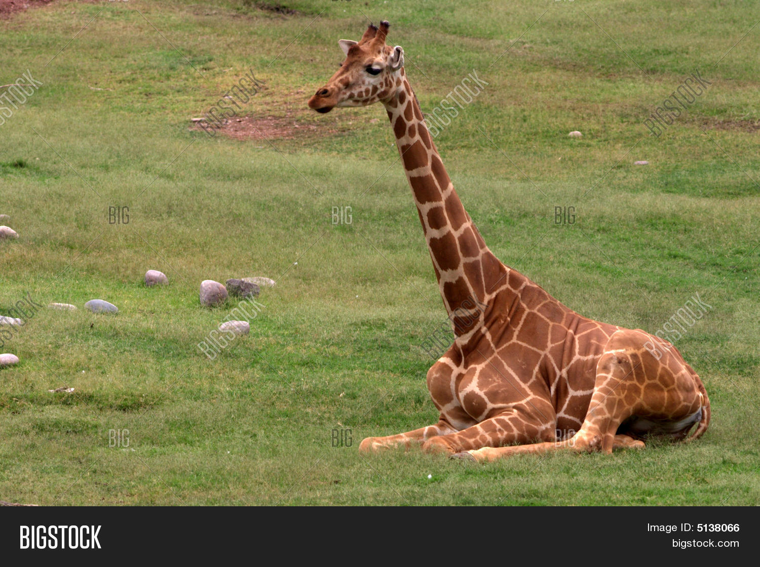 Giraffe Sitting On Image & Photo (Free Trial) | Bigstock