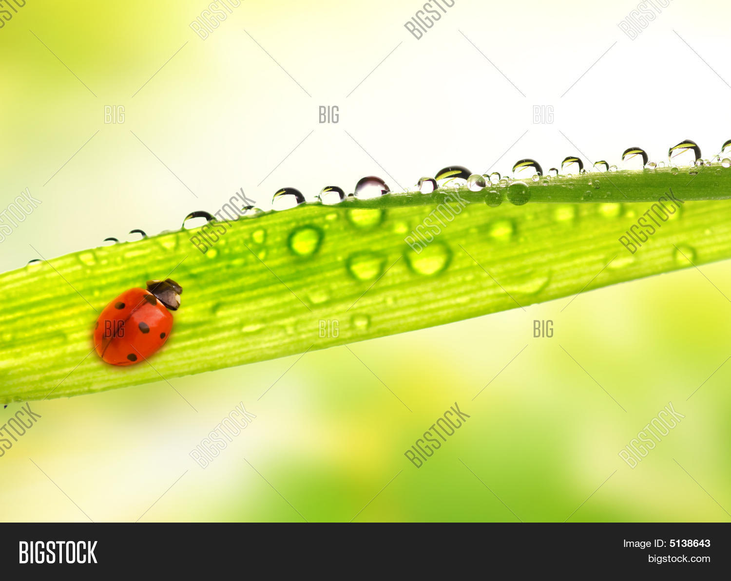 Ladybug Sitting On Image & Photo (Free Trial) | Bigstock