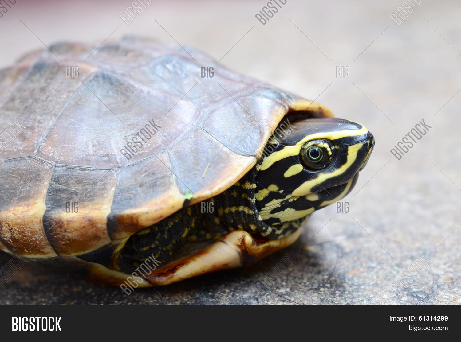 Little Turtle Image & Photo (Free Trial) | Bigstock