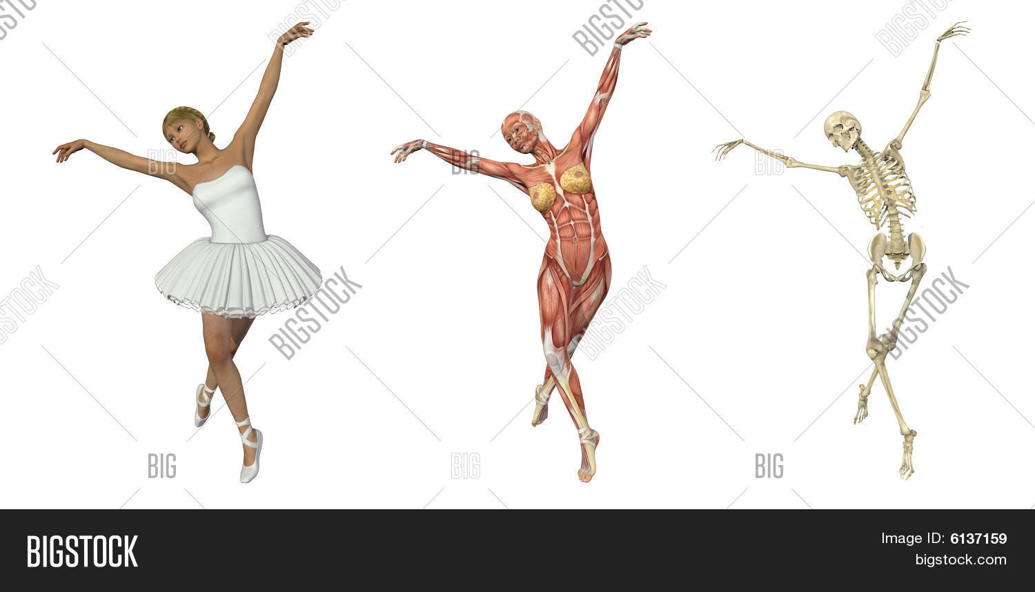 Anatomical Overlays - Image & Photo (Free Trial) | Bigstock