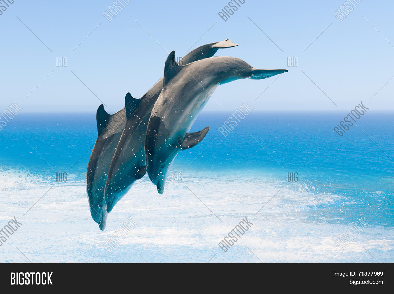Group Jumping Dolphins Image & Photo (Free Trial) | Bigstock