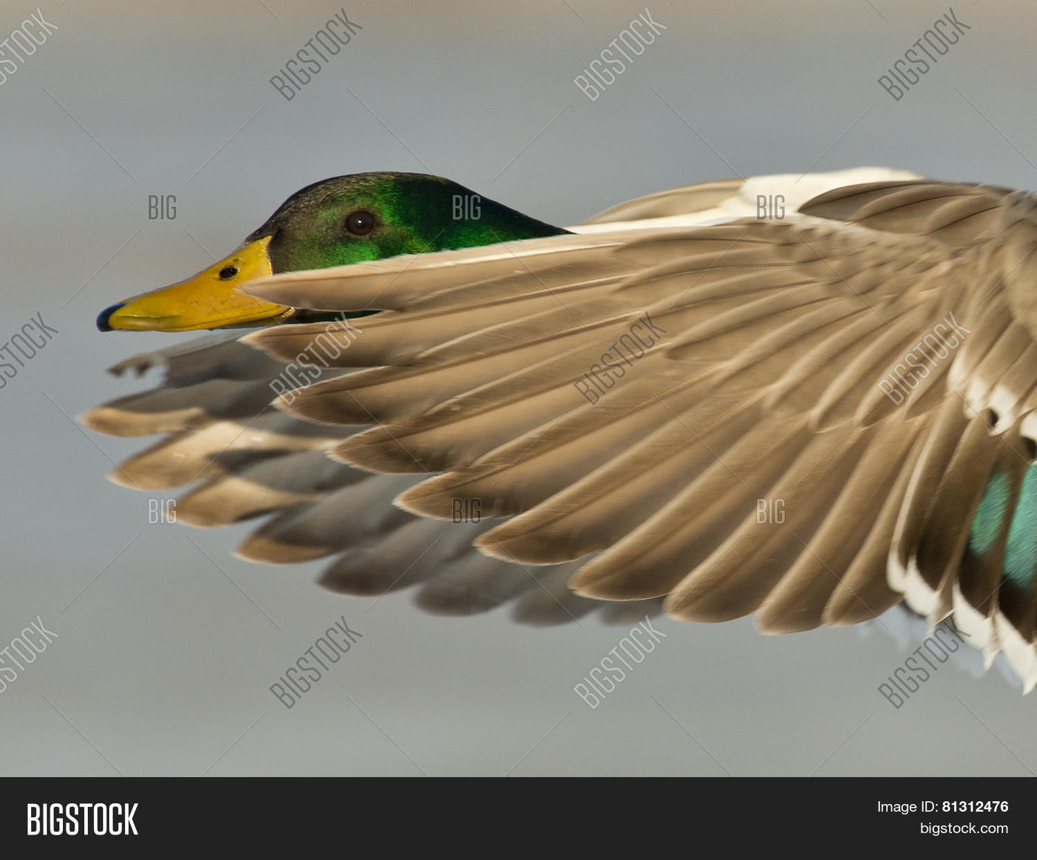 Flying Duck Image & Photo (Free Trial) | Bigstock