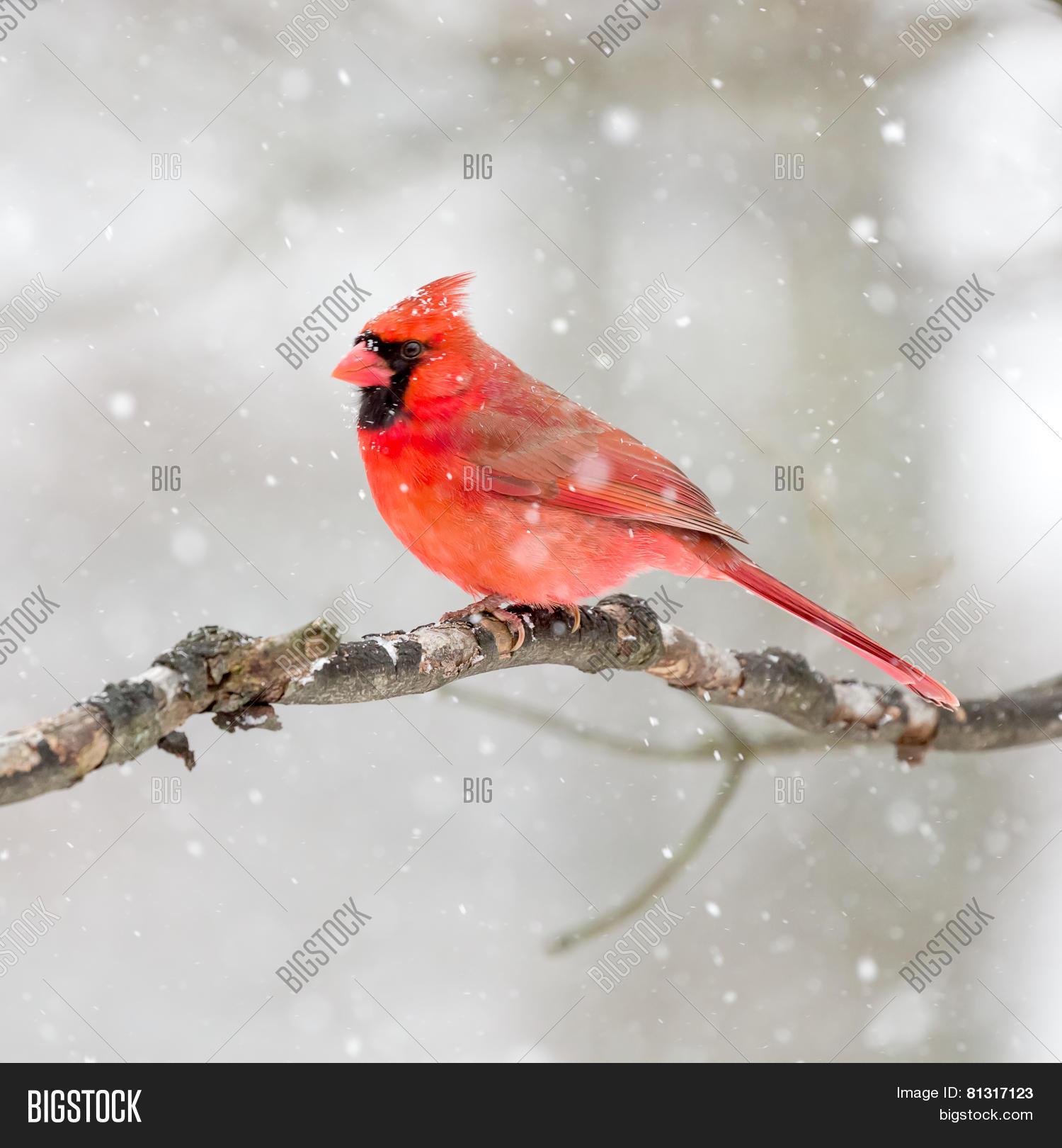 Cardinals In Snow