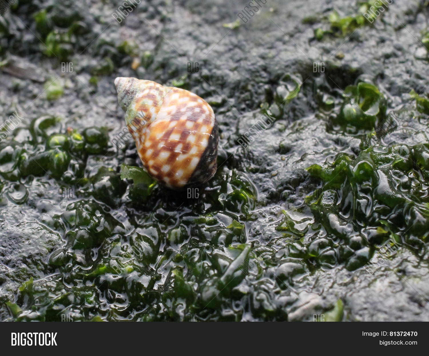Checkered Periwinkle Image & Photo (Free Trial) | Bigstock