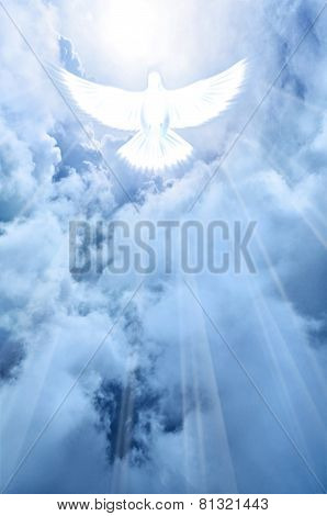 White Dove Descending Image & Photo (Free Trial) | Bigstock