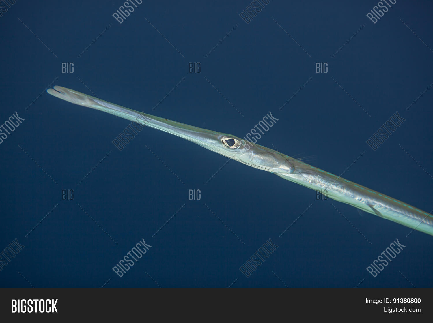 Bluespotted Cornetfish Image & Photo (Free Trial) | Bigstock