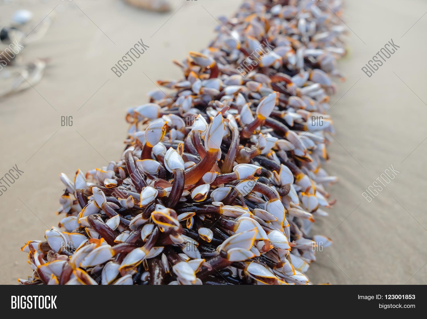 Goose Barnacles Image & Photo (Free Trial) | Bigstock