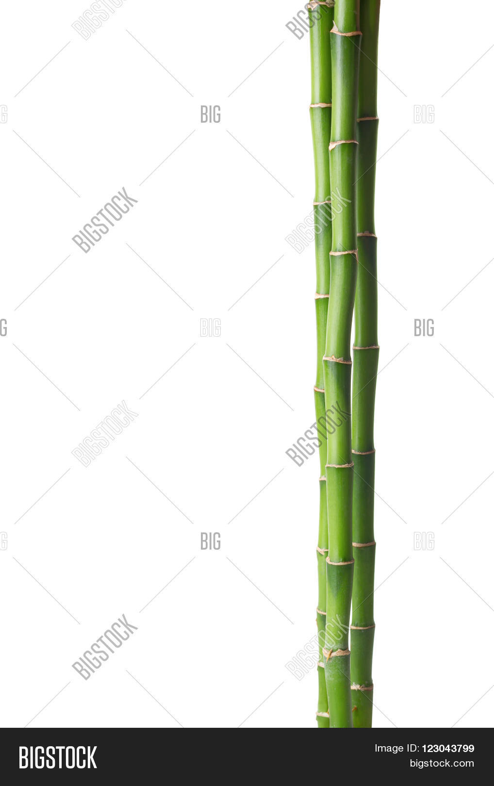 Bamboo Isolated On Image & Photo (Free Trial) | Bigstock